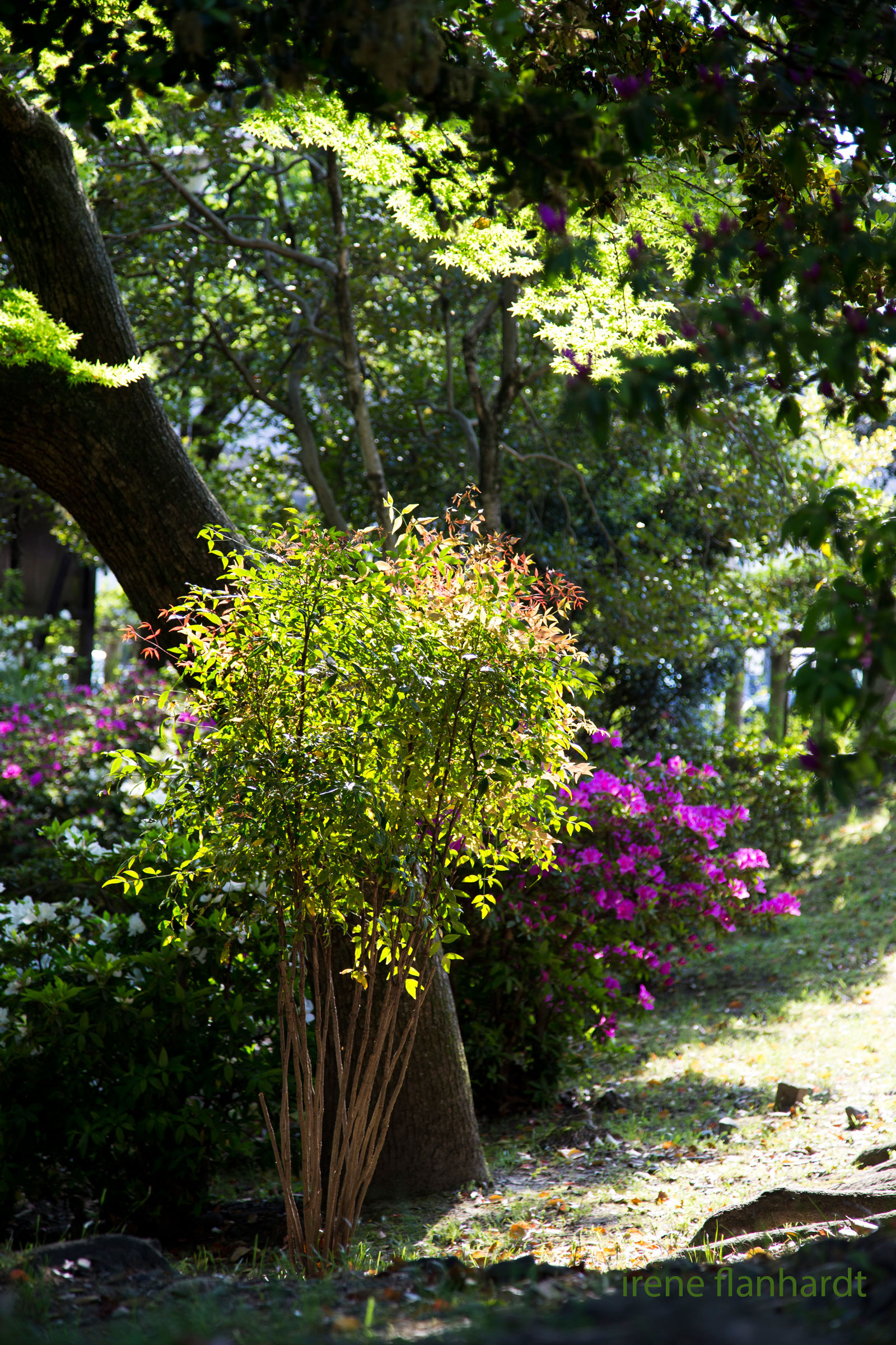 in the spotlight | kyoto | 2015